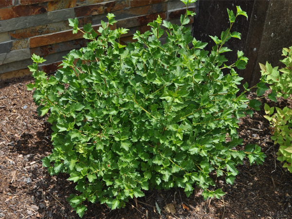 Green Mound Alpine Currant - Container | Breezy Hill Nursery - Main